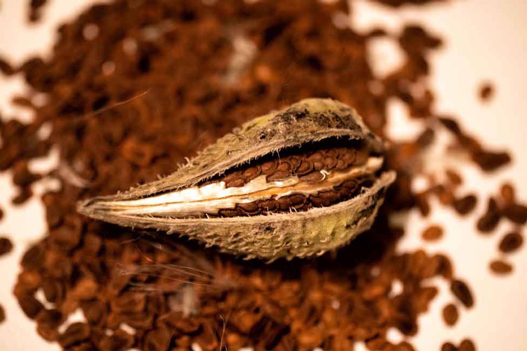 Milkweed Seeds and the Natural Resource Conservation Service - WV Explorers