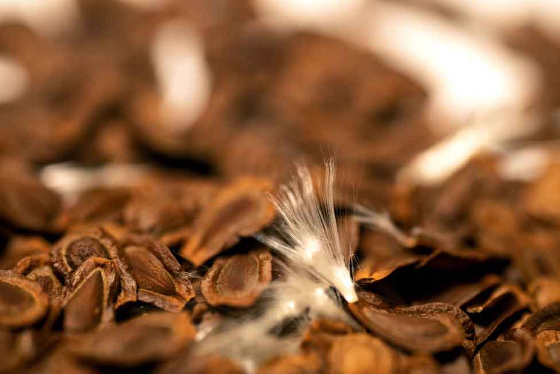 Milkweed Seeds and the Natural Resource Conservation Service - WV Explorers