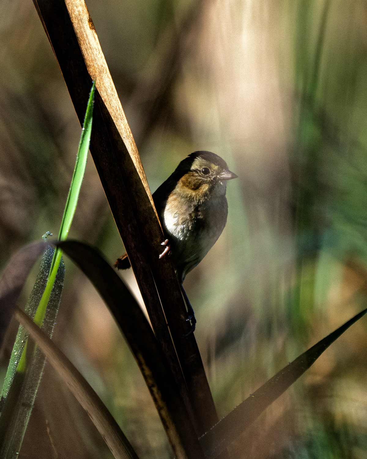 Fall Bird Migration in West Virginia - WV Explorers